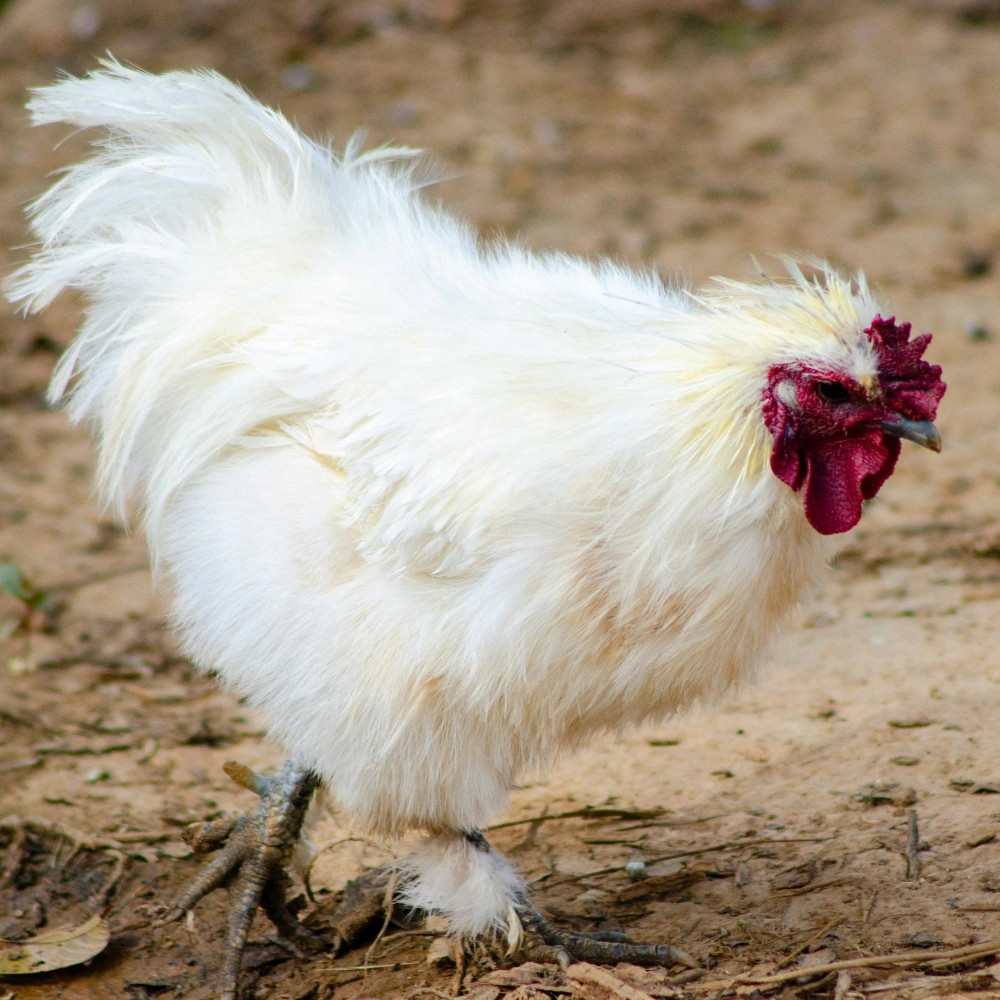Best Chicken Breeds Australia (2026) | Heat & Fox Resistance Guide